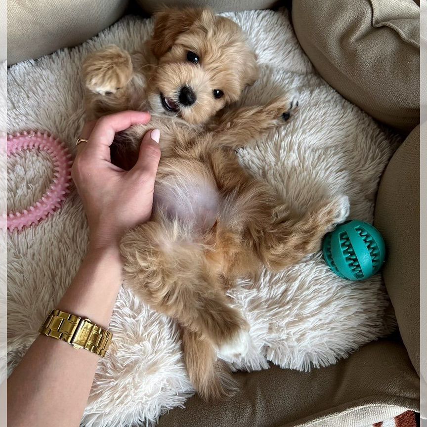 Мальтипу, щенок