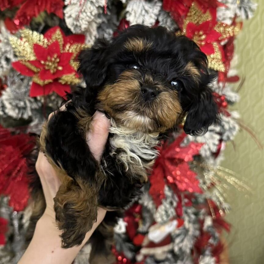 Мальтипу редкого окраса