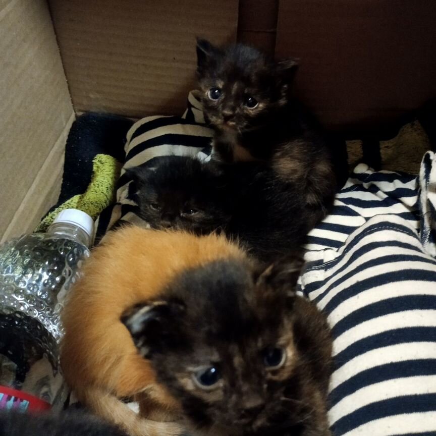 Помогите спасти котят
