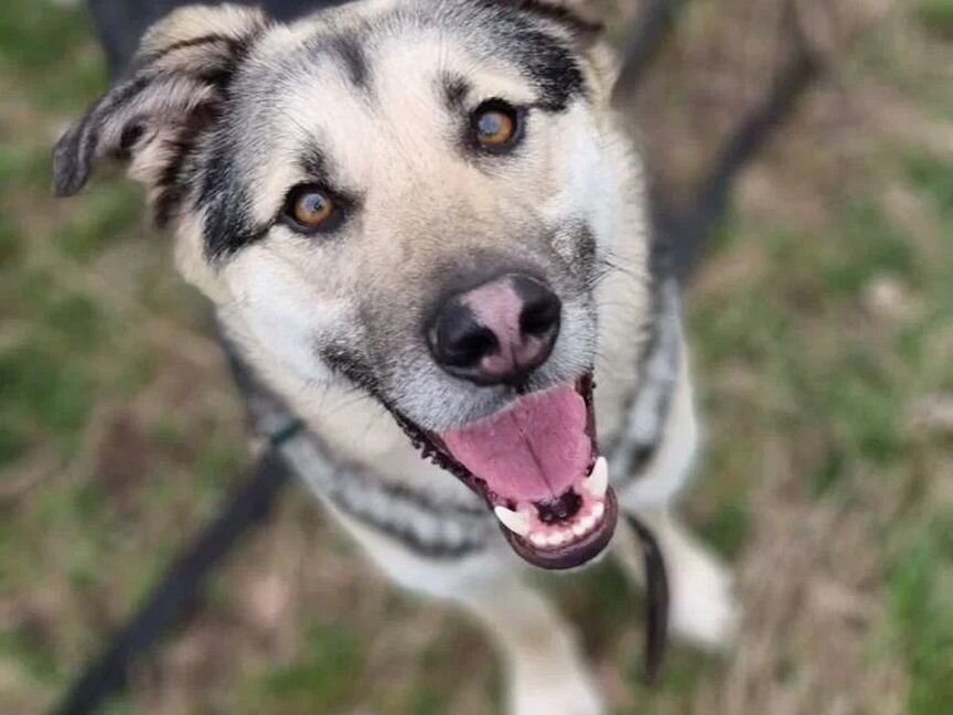 Красавец из приюта ищет дом