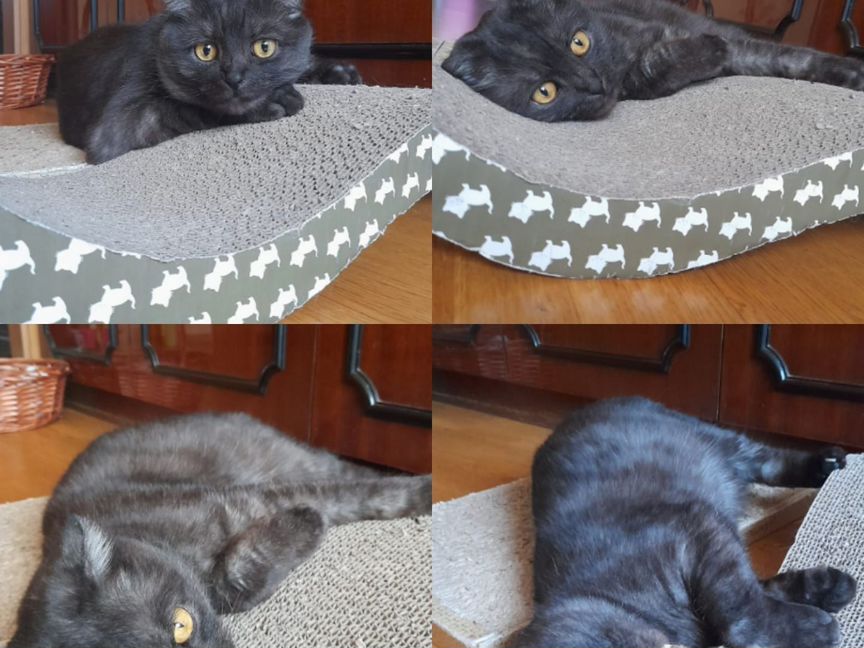 Кошки породистые бесплатно