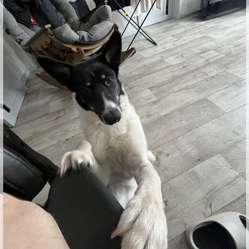 Лайка, щенок