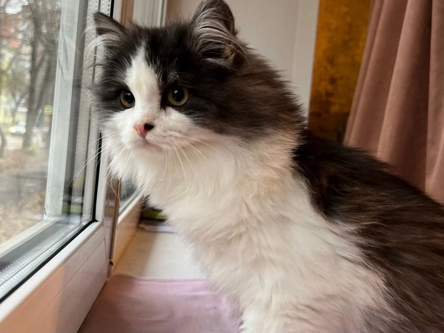 Котенок подросток
