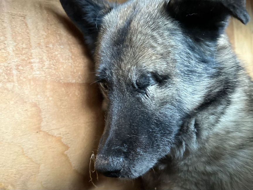 Жертва человеческой жестокости