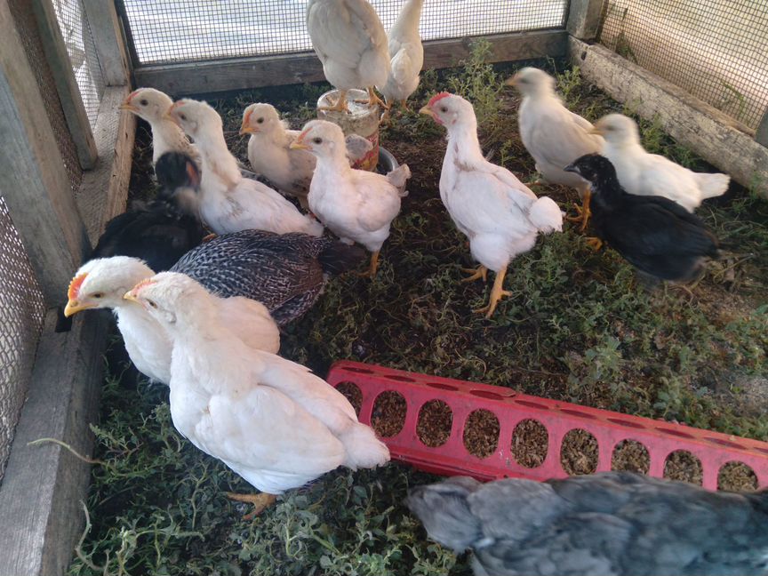 Цыплята 1 месячные - доминанты