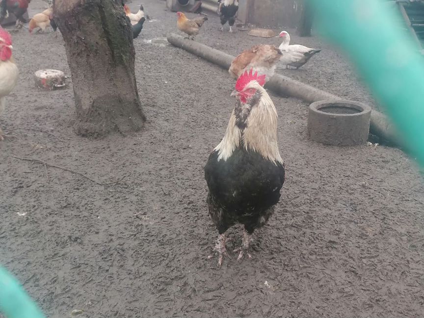 Петушки Фавероль