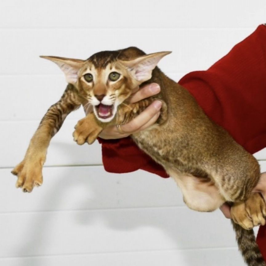 Ориентальная кошка, взрослая