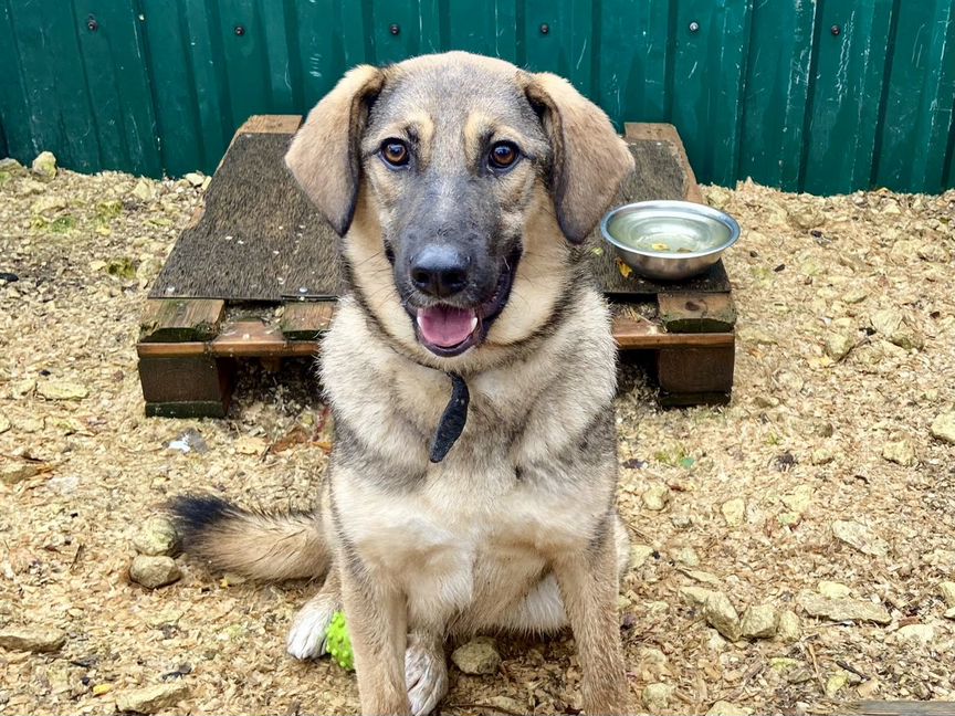 Собака в добрые руки