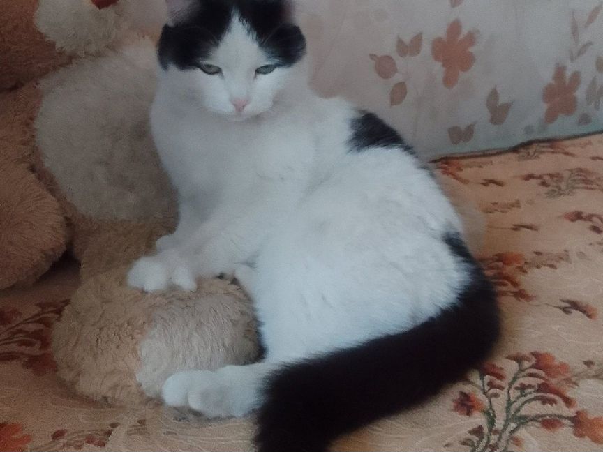 Кошечка Маруся ждет своего человека