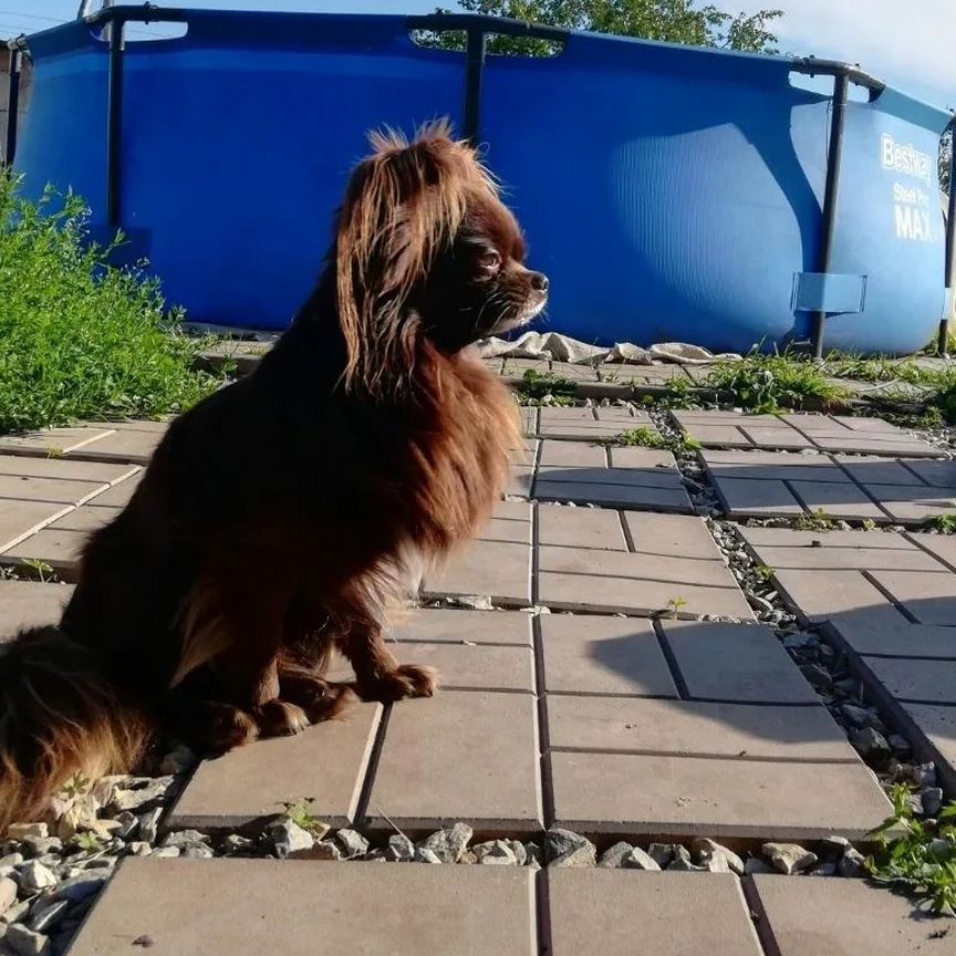 Кабель чихуахуа вязка