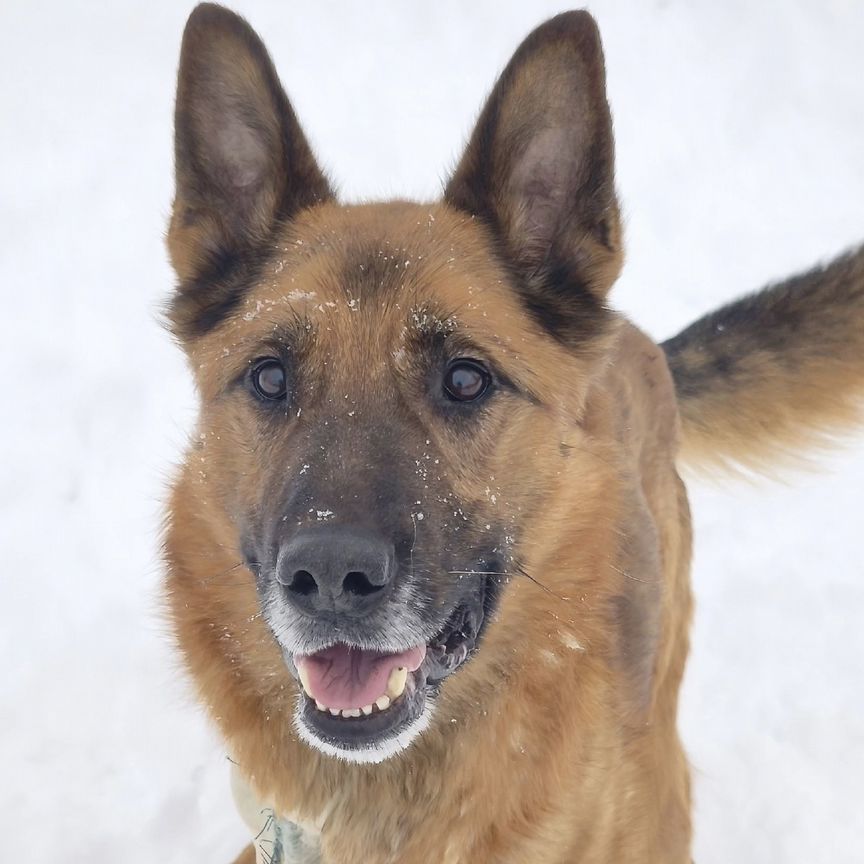 Бельгийская овчарка, взрослый пёс