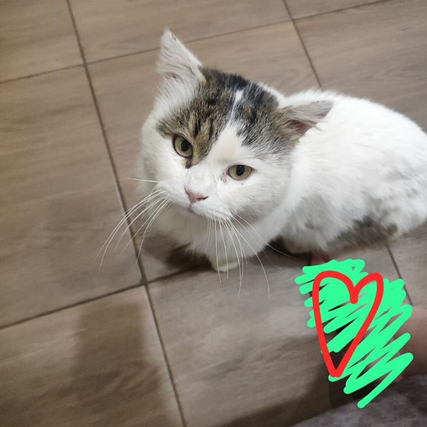 Персидский кот