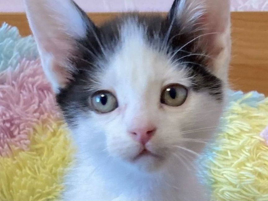 Выбросили малыша на улицу, ищет дом