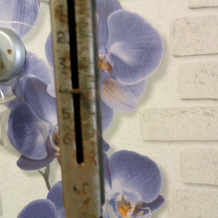 Гусь домашняя мясо