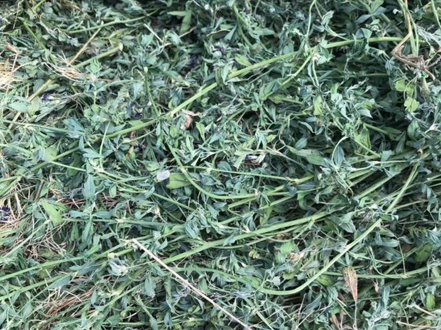 Сено люцерны