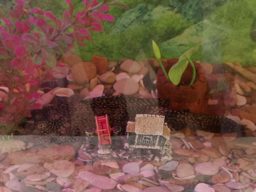 Аквариумный сомик