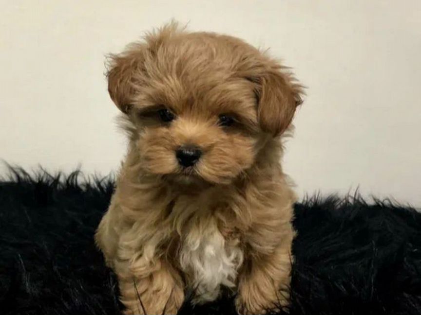 В хорошие руки мальтипу