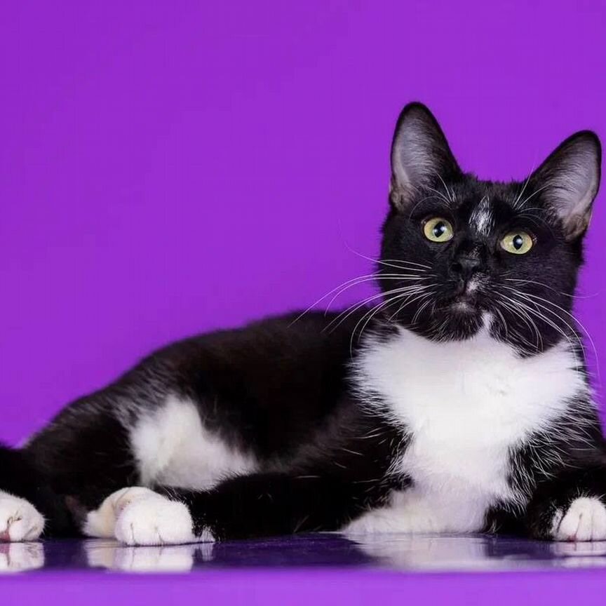 Взрослая кошка в добрые руки