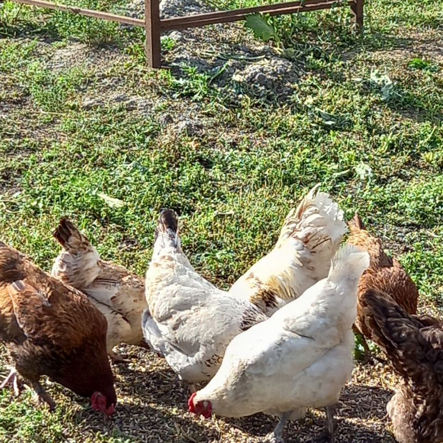 Продам домашних курей с петухом