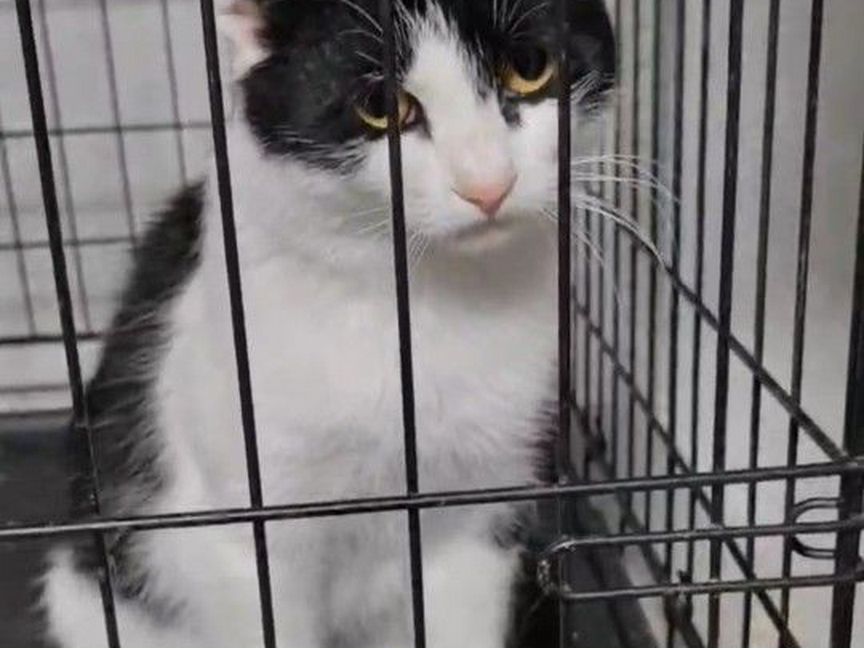 Кот в добрые руки