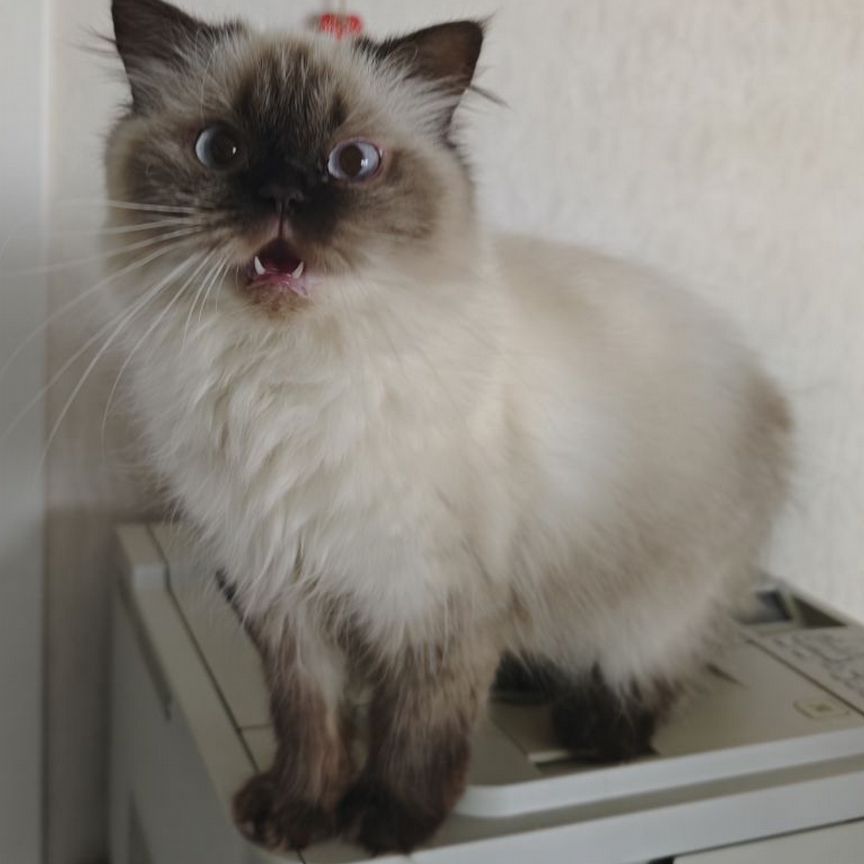 Шотландский прямоухий длинношёрстный котёнок