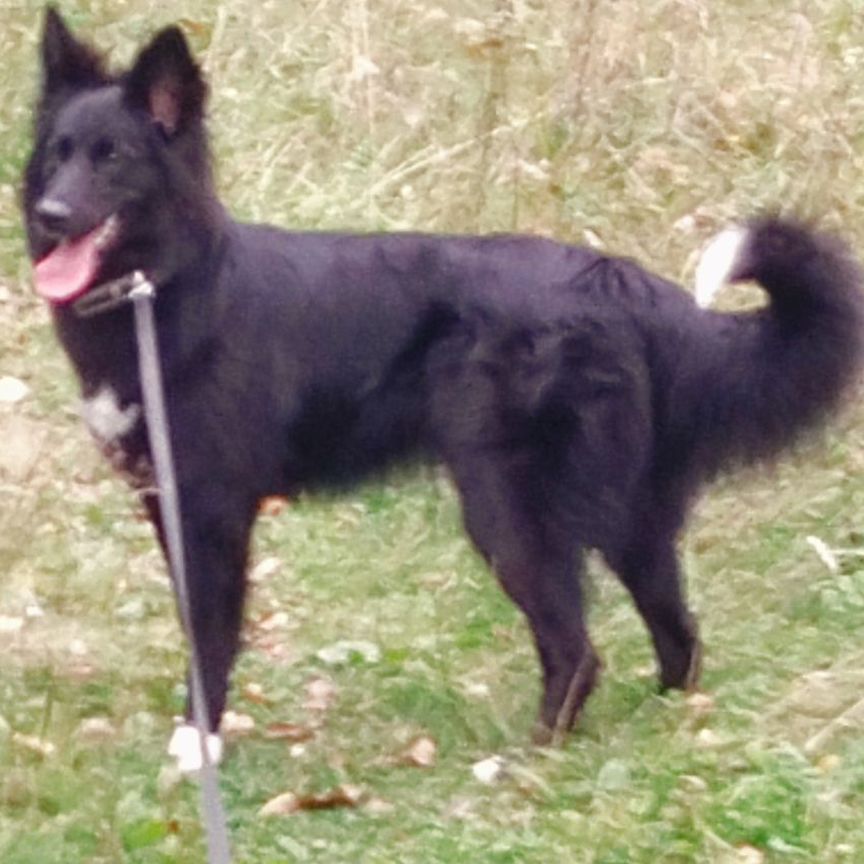 Бельгийская овчарка, взрослая собака