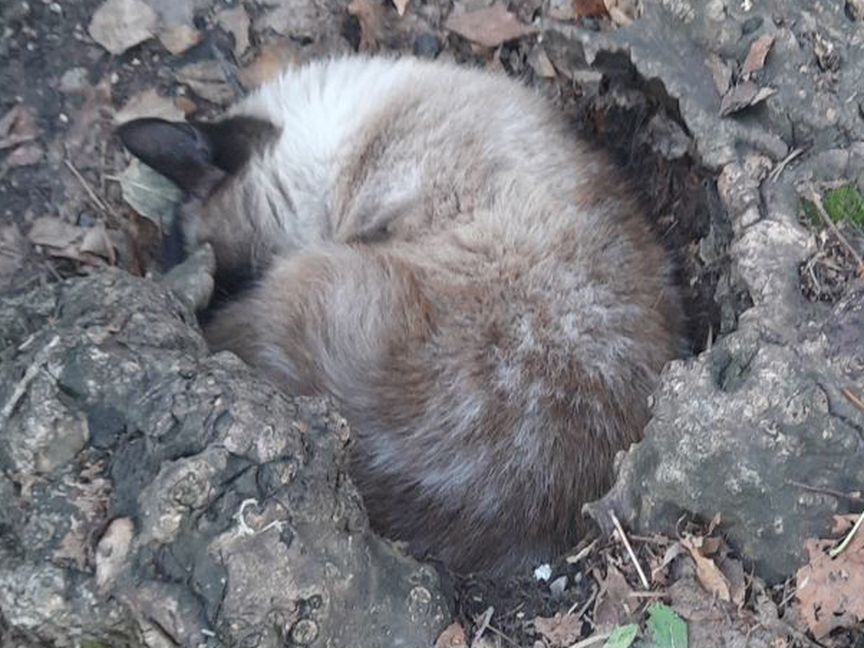 Кот в добрые руки
