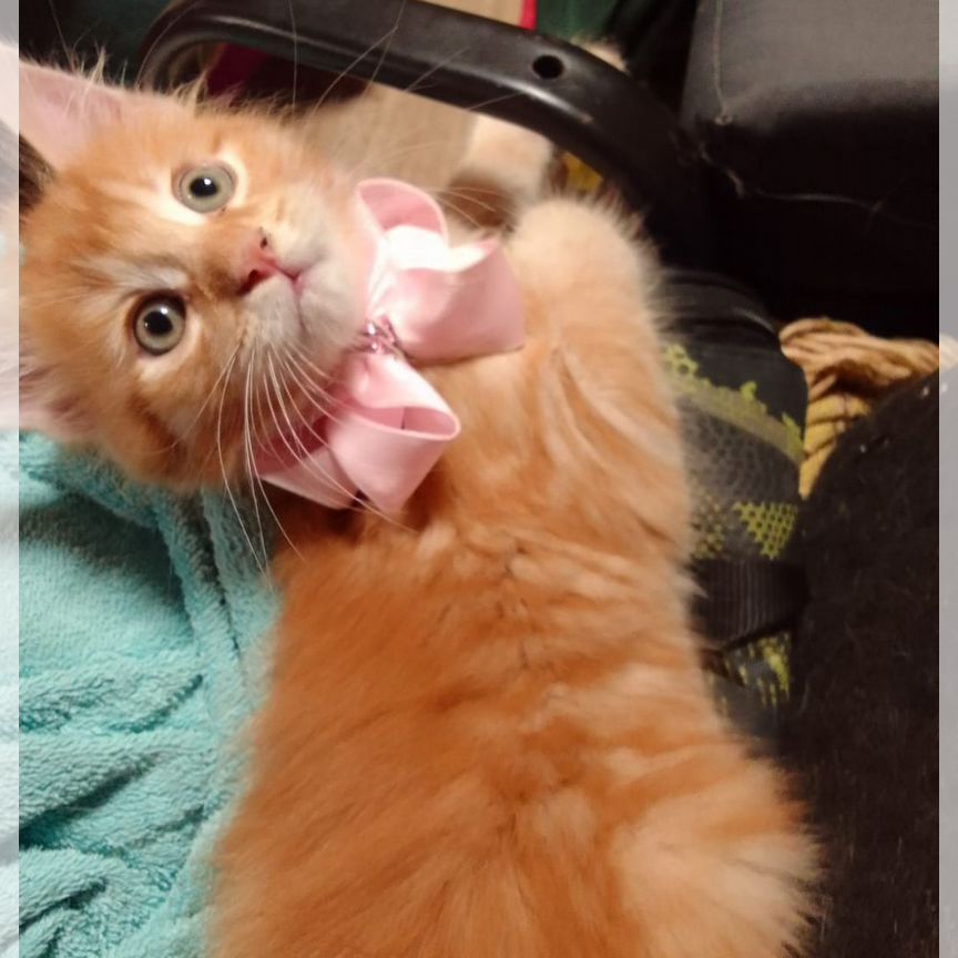 Котята мейн-кун