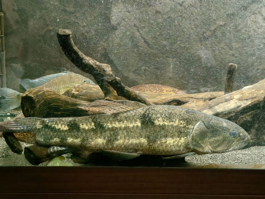 Рыба Волк, Hoplias malabaricus