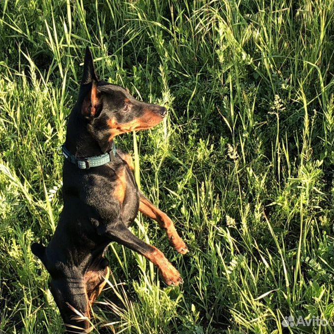 Вязка цвергпинчер