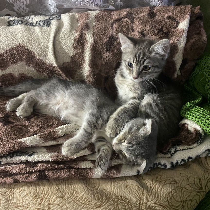 Котенок в добрые руки