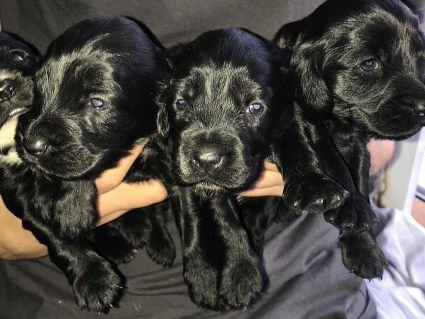 Спаниели детки