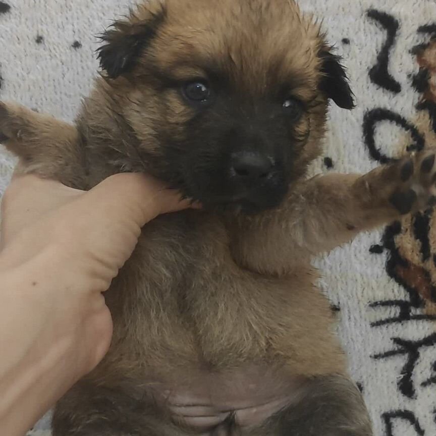 Малышочек в заботливые руки