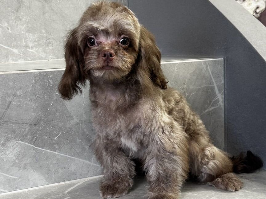 Шоколадный мальчик мальтипу