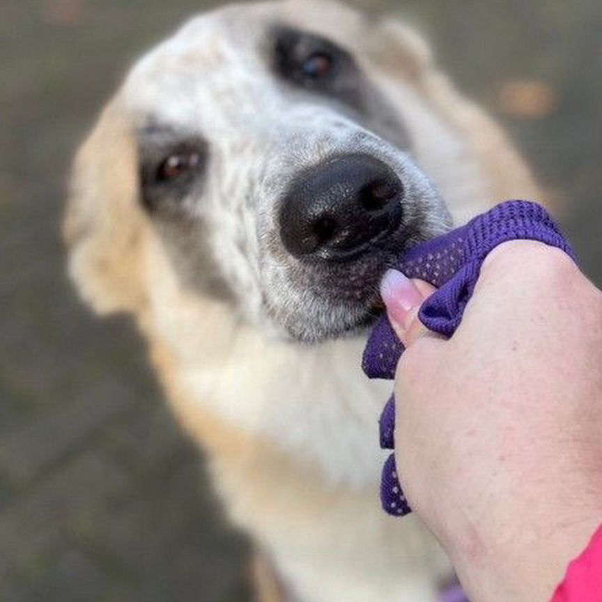 Взрослый пёс в добрые руки