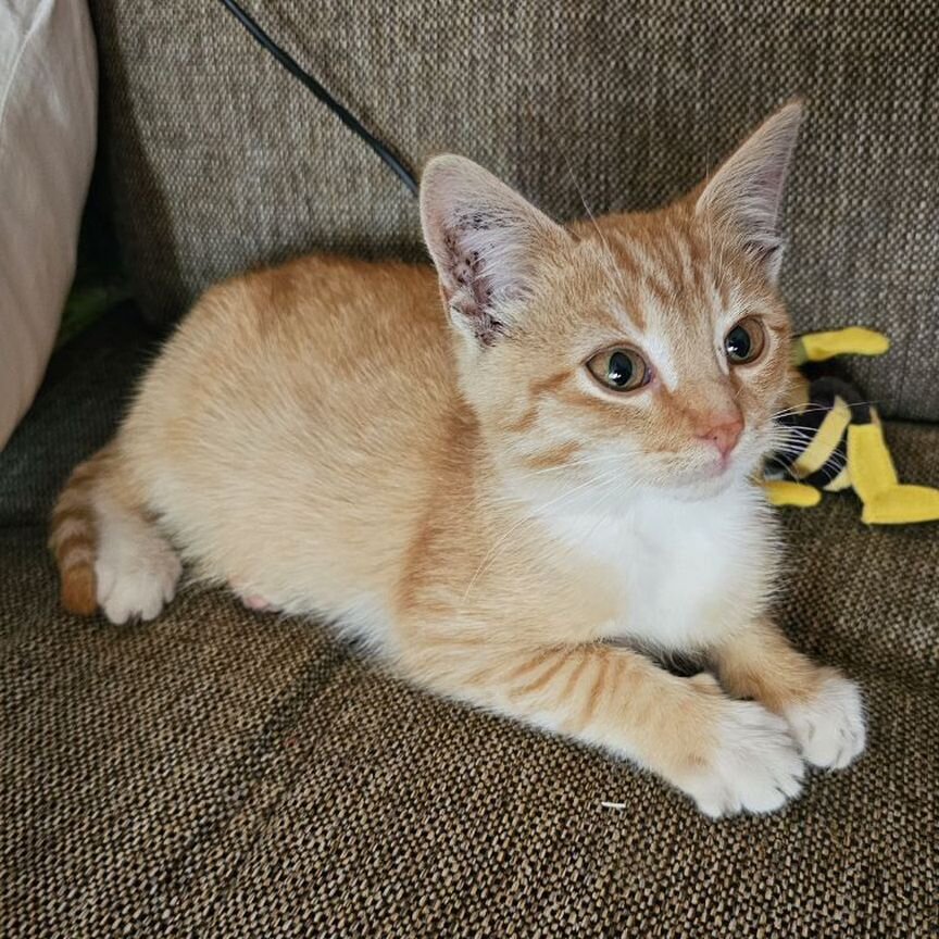Котёнок в добрые руки