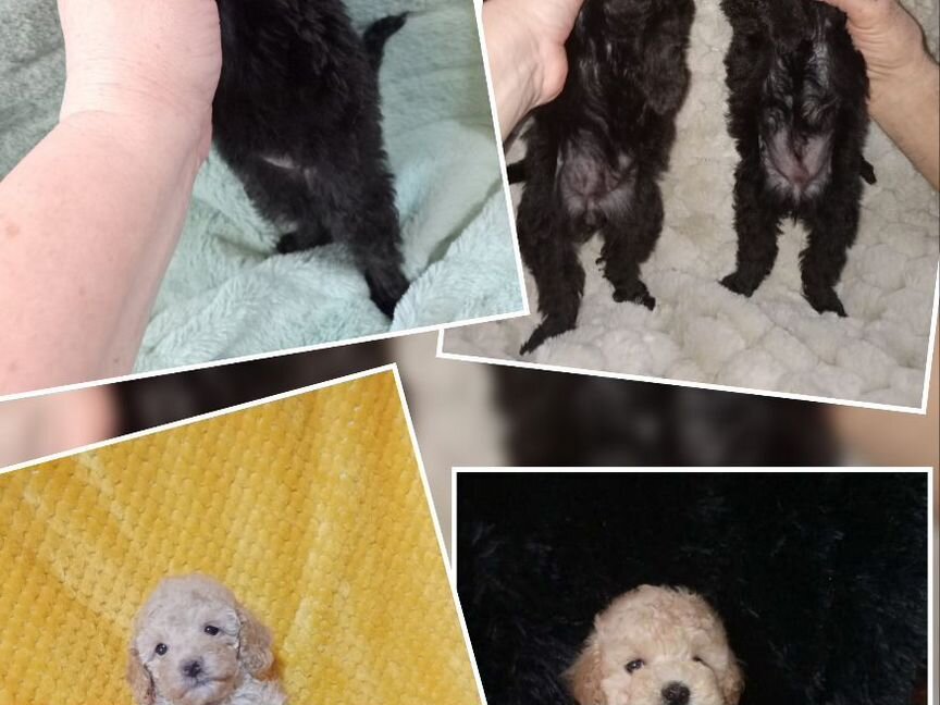 Подельники миниатюра