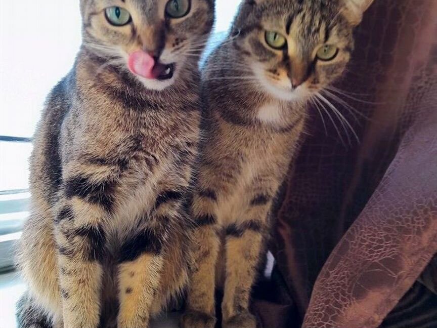 Близняшки Татосики