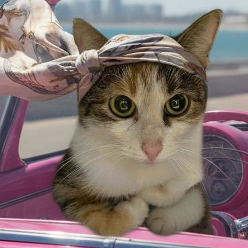 Взрослая, Девочка кошка в добрые руки