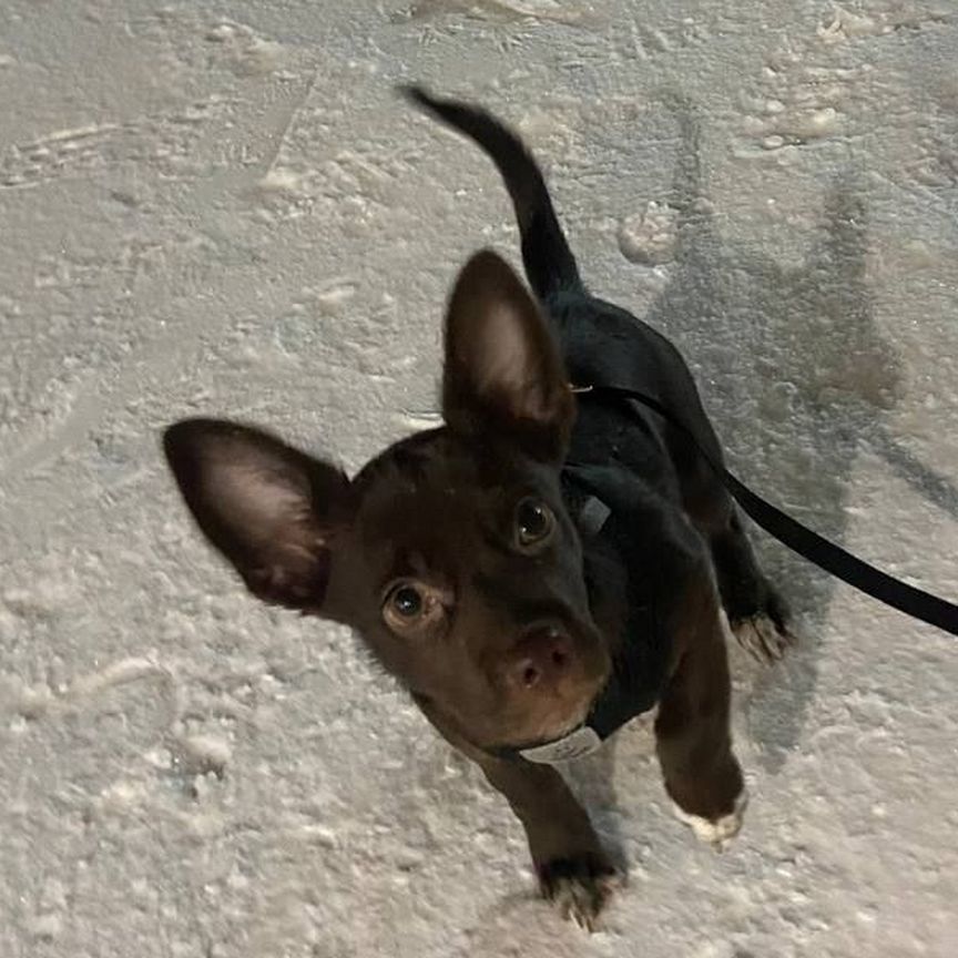 Щенок в добрые руки