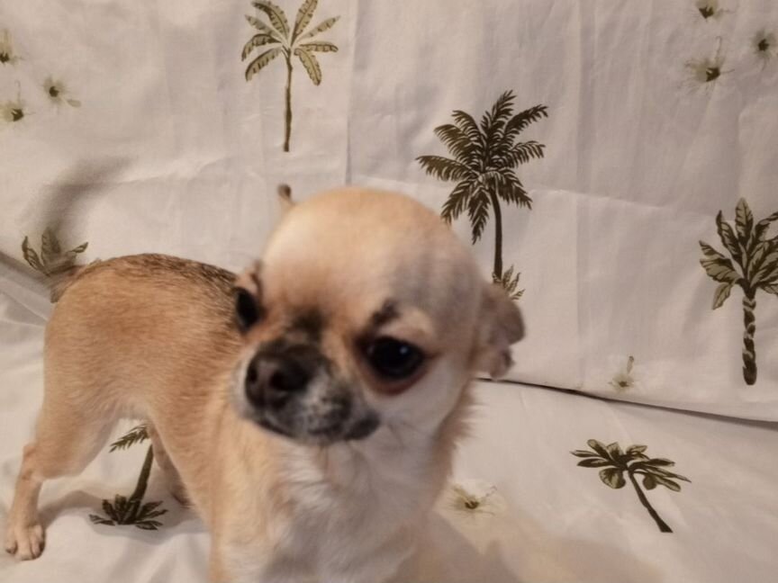 Собака 1 год 4 мес