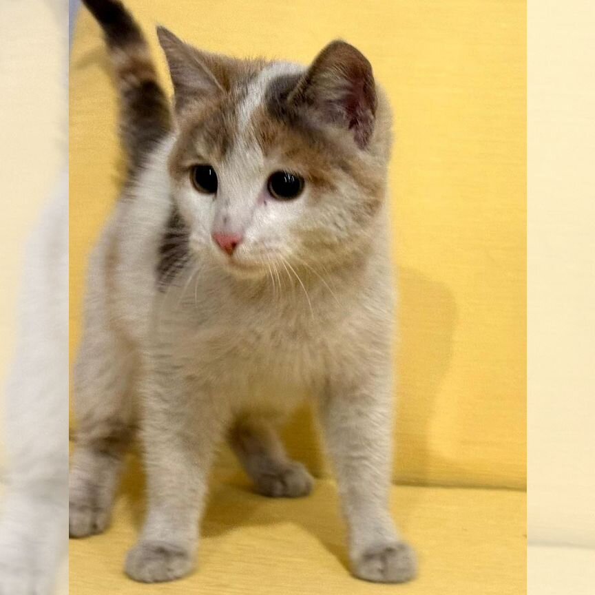 Котенок Бусинка в дар