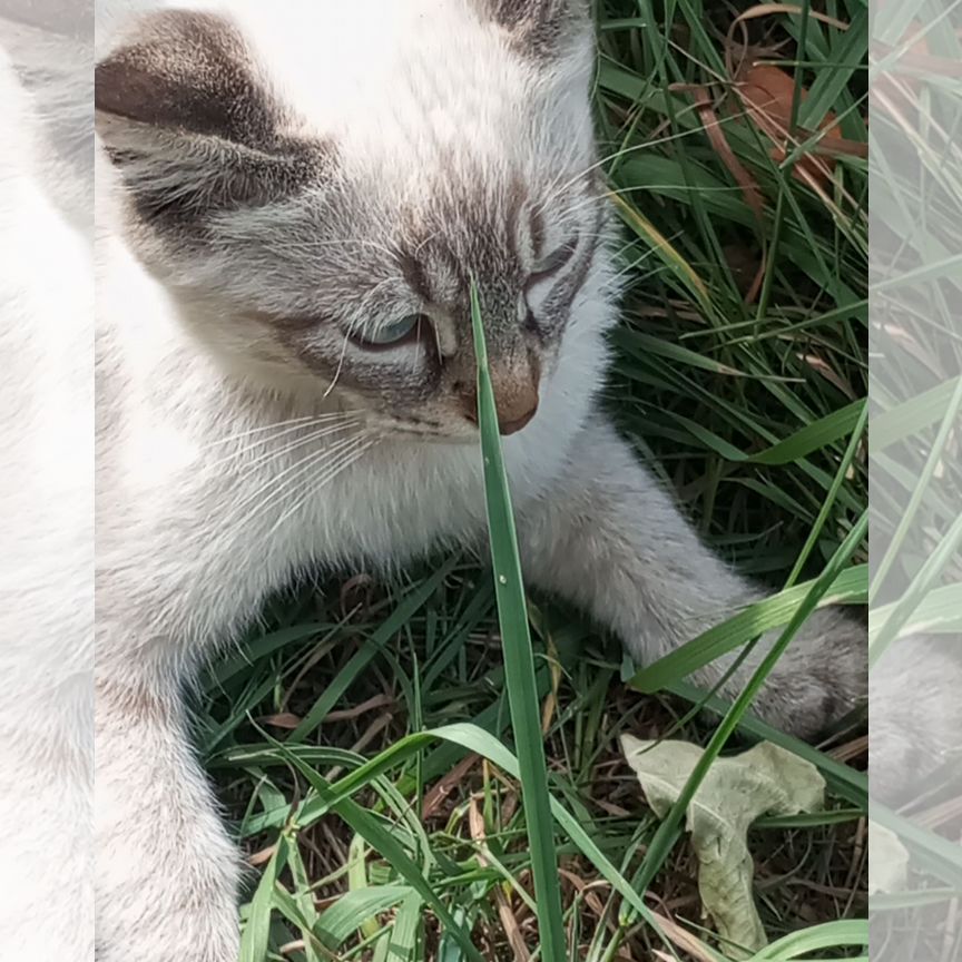 Котята от кошки мышеловки