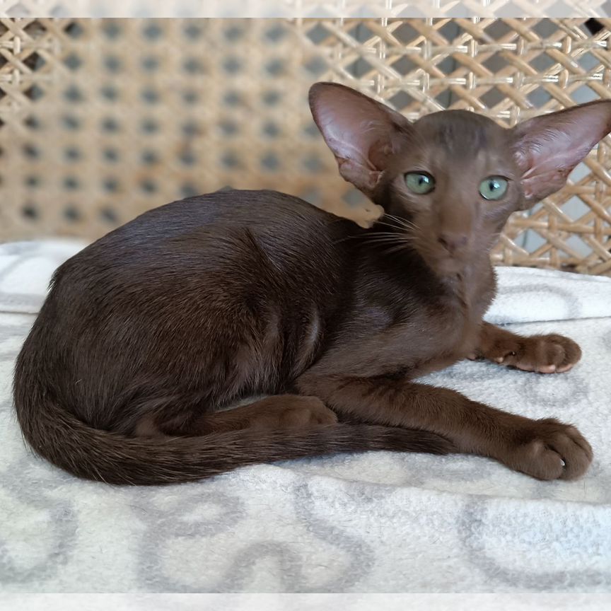 Ориентальные шоколадные кошечки