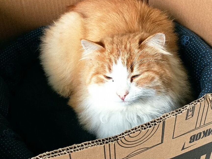 Отдам кота в добрые руки