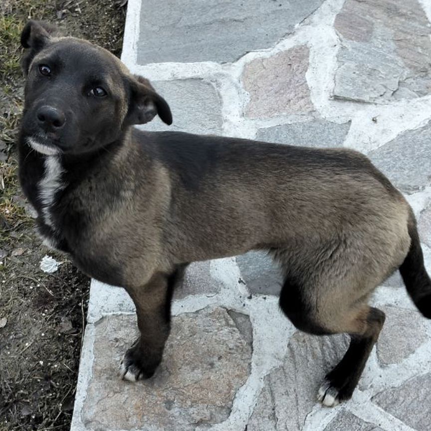 Щенок в добрые руки