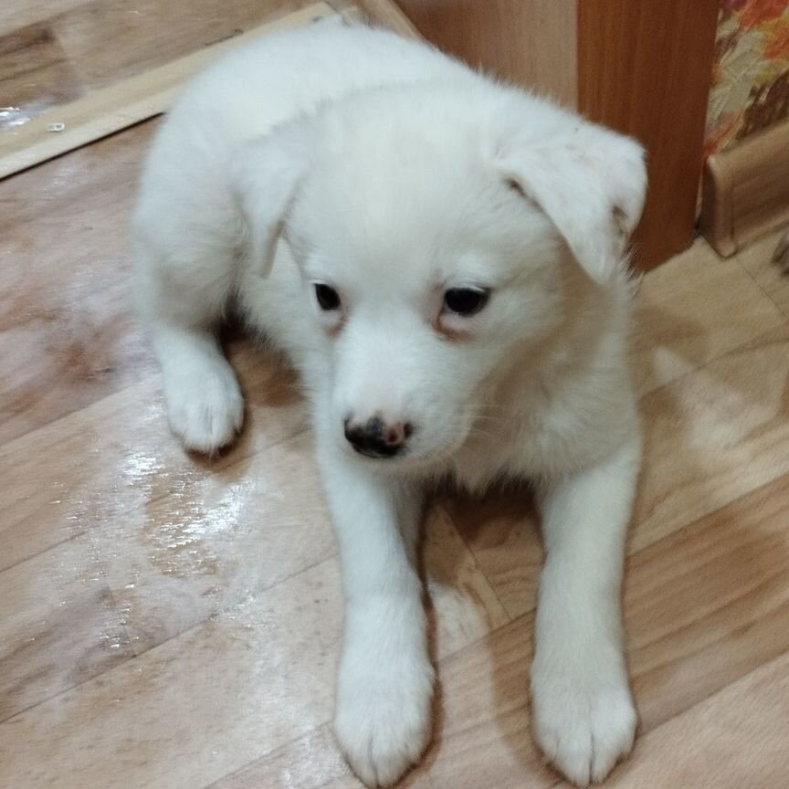 Щенок в добрые руки