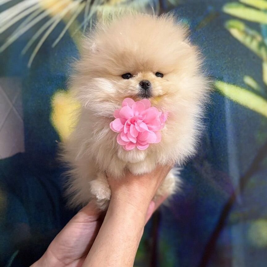 Померанский шпиц, щенок