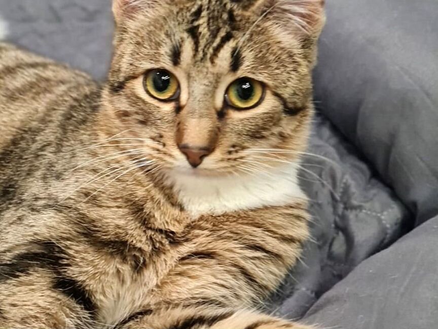 Котенок как тигренок в дар