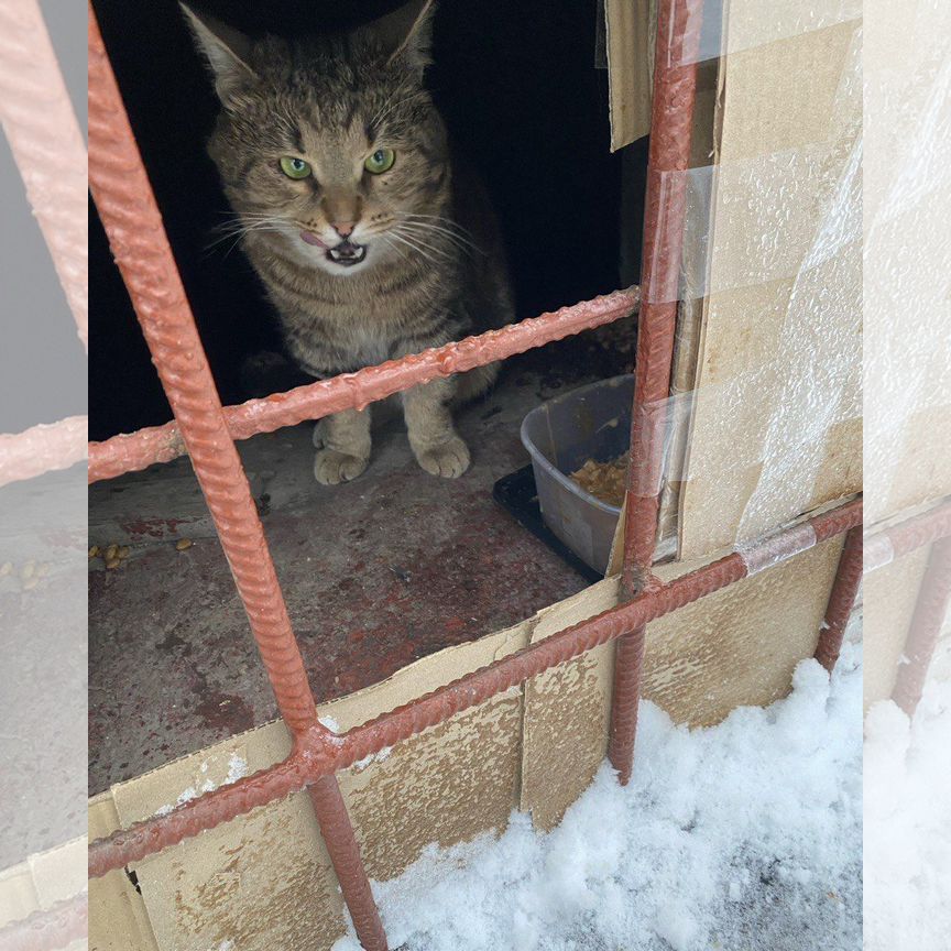 Взрослый кот в добрые руки